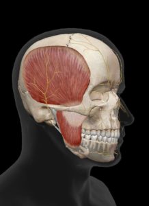 Articulation temporo-mandibulaire | Rééducation ATM à Genève